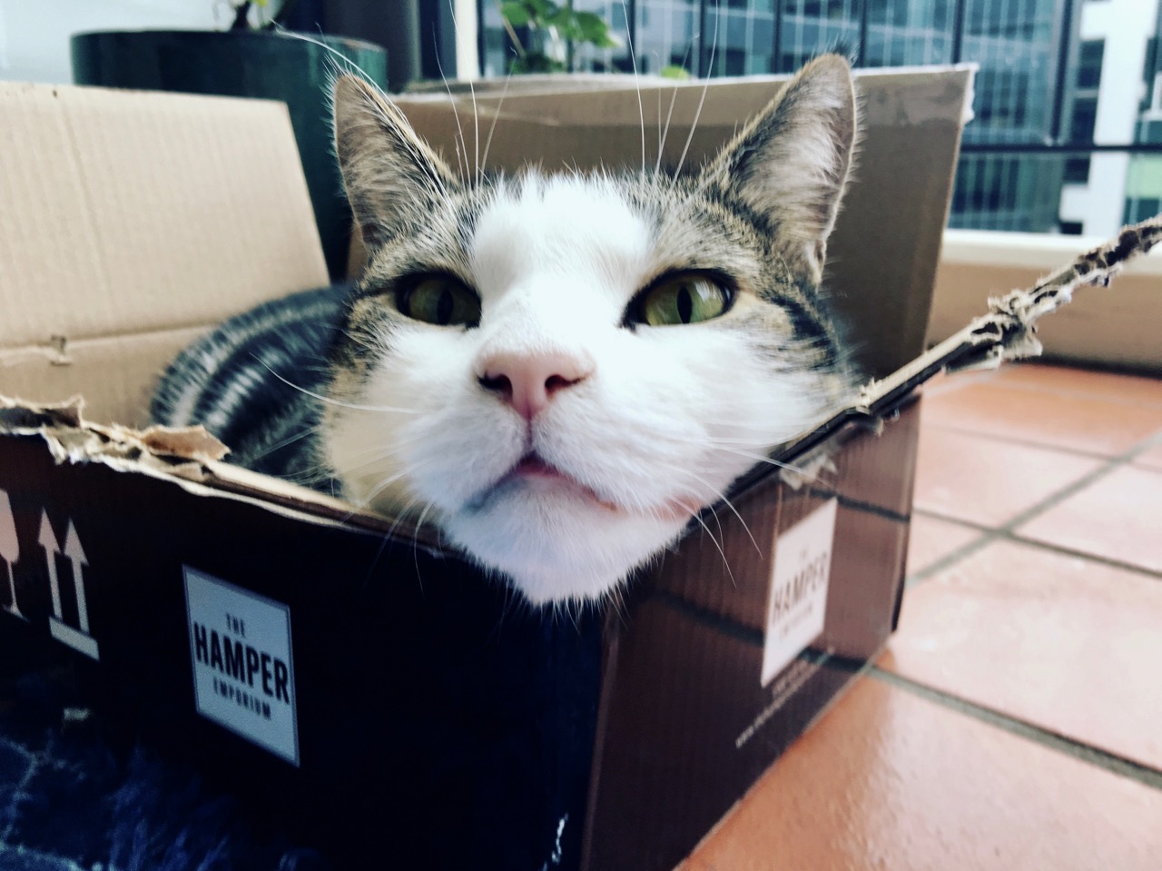 Tales | All Animal Minding Service